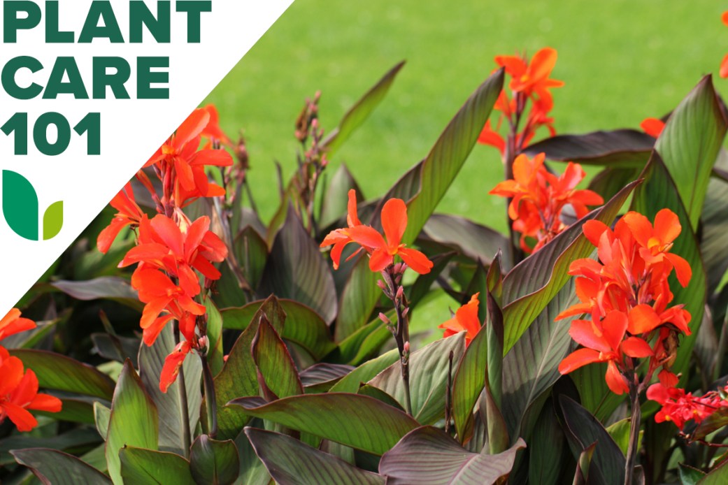 Canna Lily Care: How to Grow Canna Lilies in a Home Garden - Bob Vila