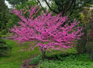The 20 Best Dwarf Trees for the Front Yard - Bob Vila