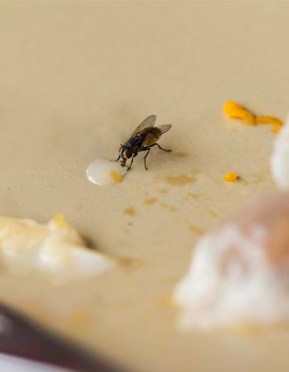 8 Insects That May Be The Small Black Flying Bugs in Your House (That ...