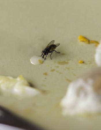 8 Insects That May Be The Small Black Flying Bugs in Your House (That ...