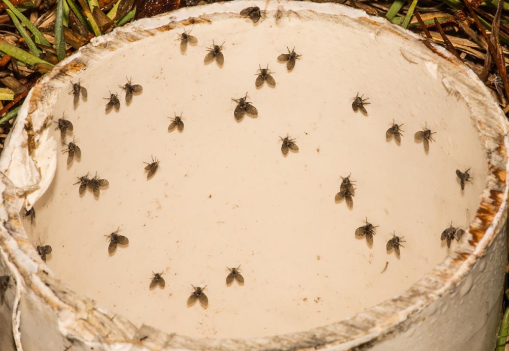 8 Insects That May Be The Small Black Flying Bugs in Your House (That ...