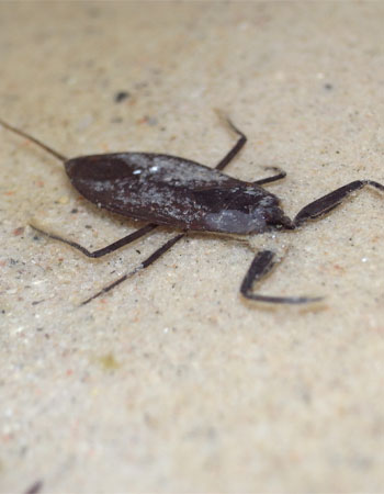 4 Types of Water Bugs in Pools And What to Do About Them - Bob Vila