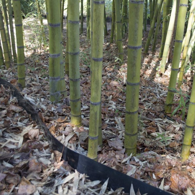 How to Get Rid of Bamboo in Your Yard - Bob Vila