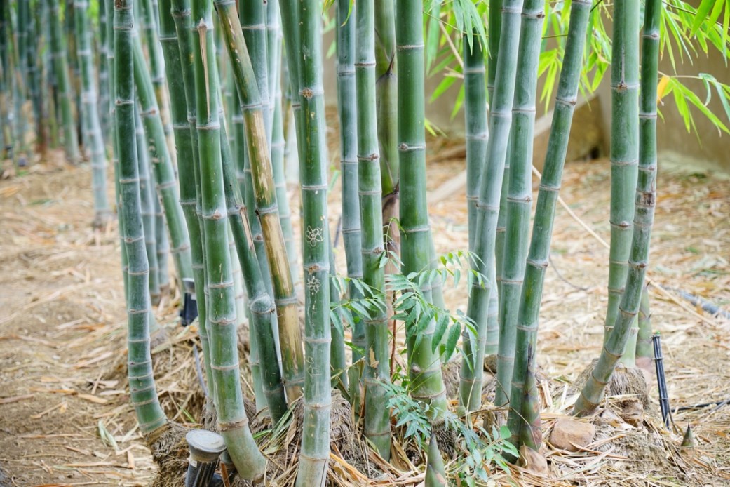 How to Get Rid of Bamboo in Your Yard - Bob Vila