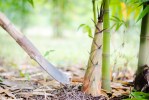 How to Get Rid of Bamboo in Your Yard - Bob Vila