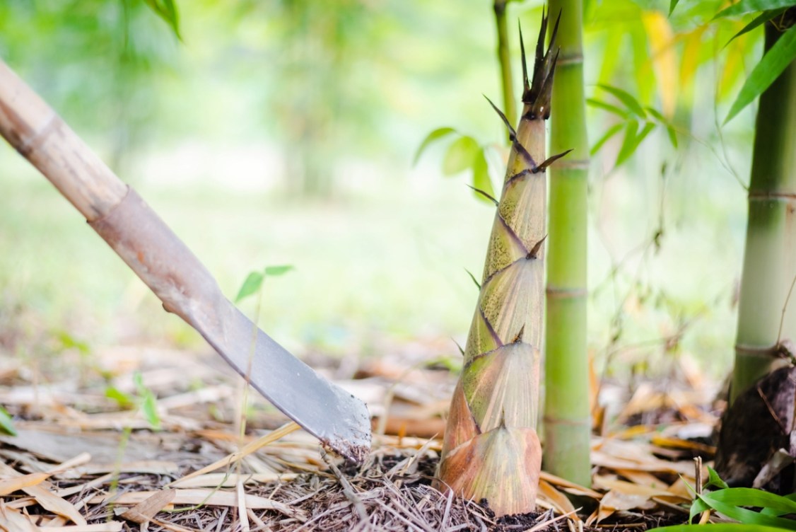 How To Get Rid Of Bamboo