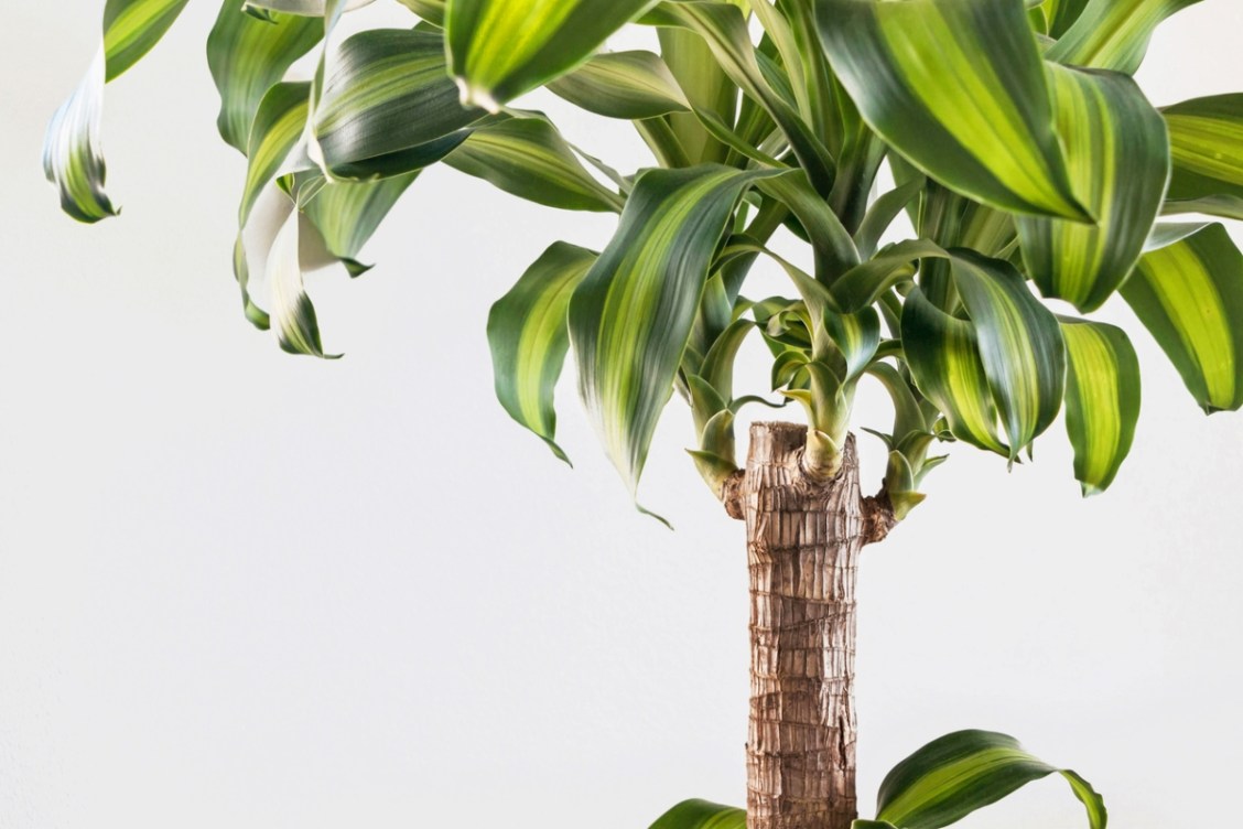 20 Types of Dracaena Plants for Striking Indoor Decor - Bob Vila
