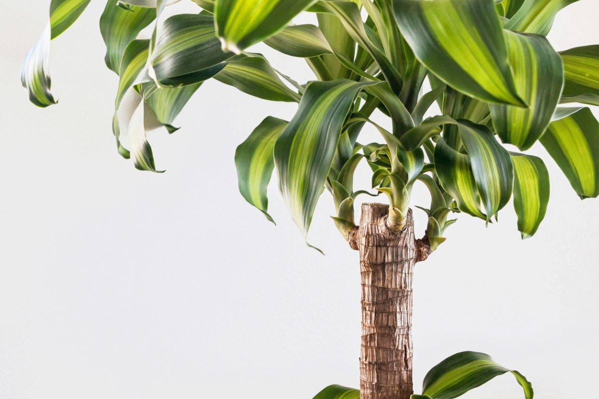 20 Types of Dracaena Plants for Striking Indoor Decor - Bob Vila