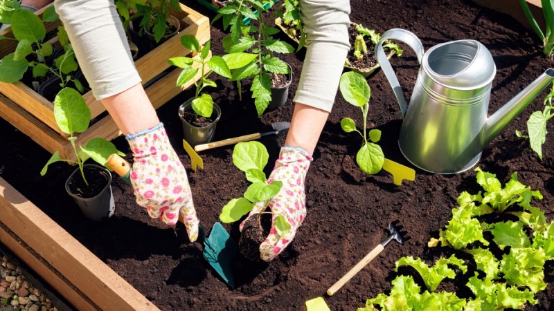 Drought-Tolerant Vegetable Gardening - Bob Vila