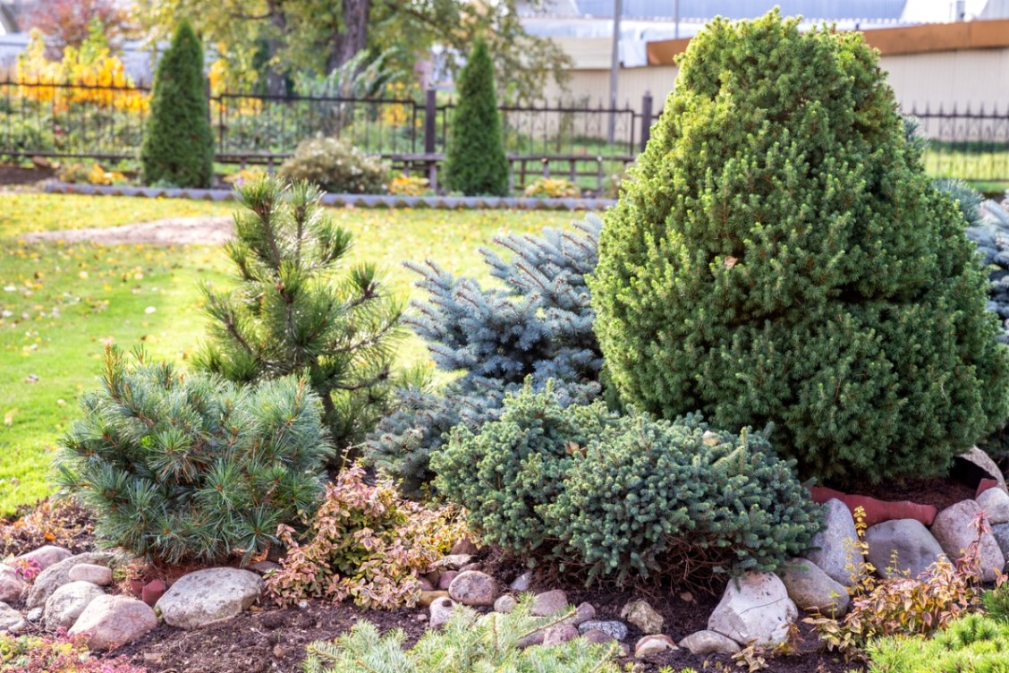 20 Evergreen Shrubs To Beautify Your Garden Year Round Bob Vila