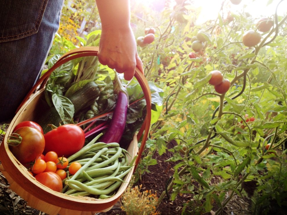 Drought-Tolerant Vegetable Gardening - Bob Vila