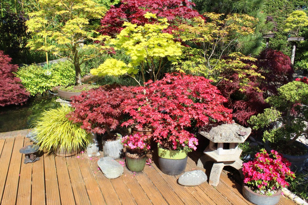 The 20 Best Dwarf Trees for the Front Yard