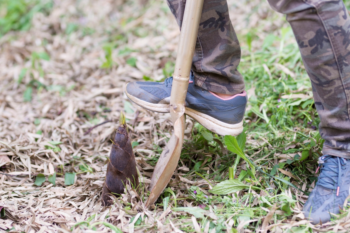 How to Get Rid of Bamboo in Your Yard - Bob Vila