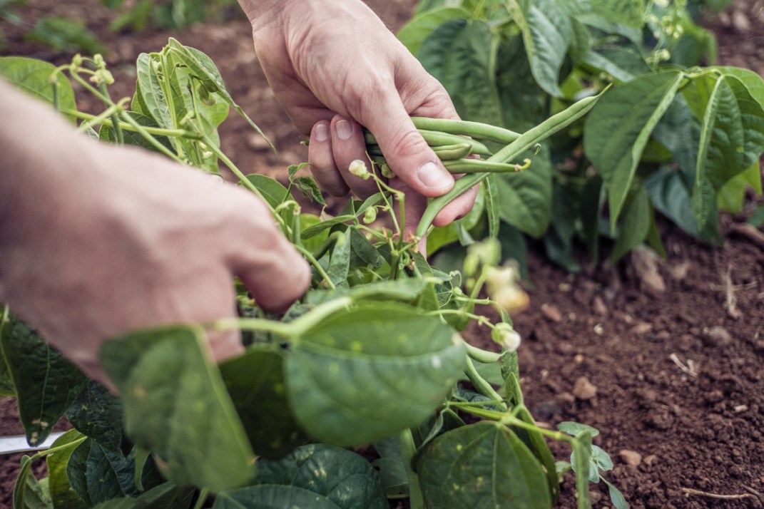 How to Grow Green Beans - Bob Vila