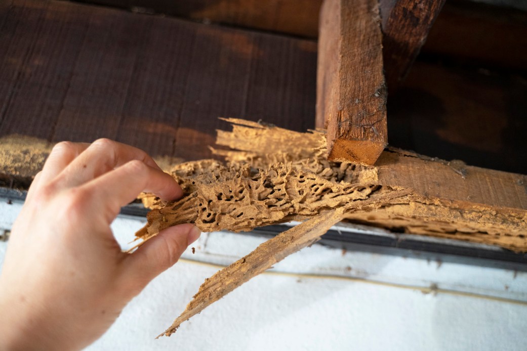 What’s the Difference? Identifying Termite vs. Carpenter Ant Damage