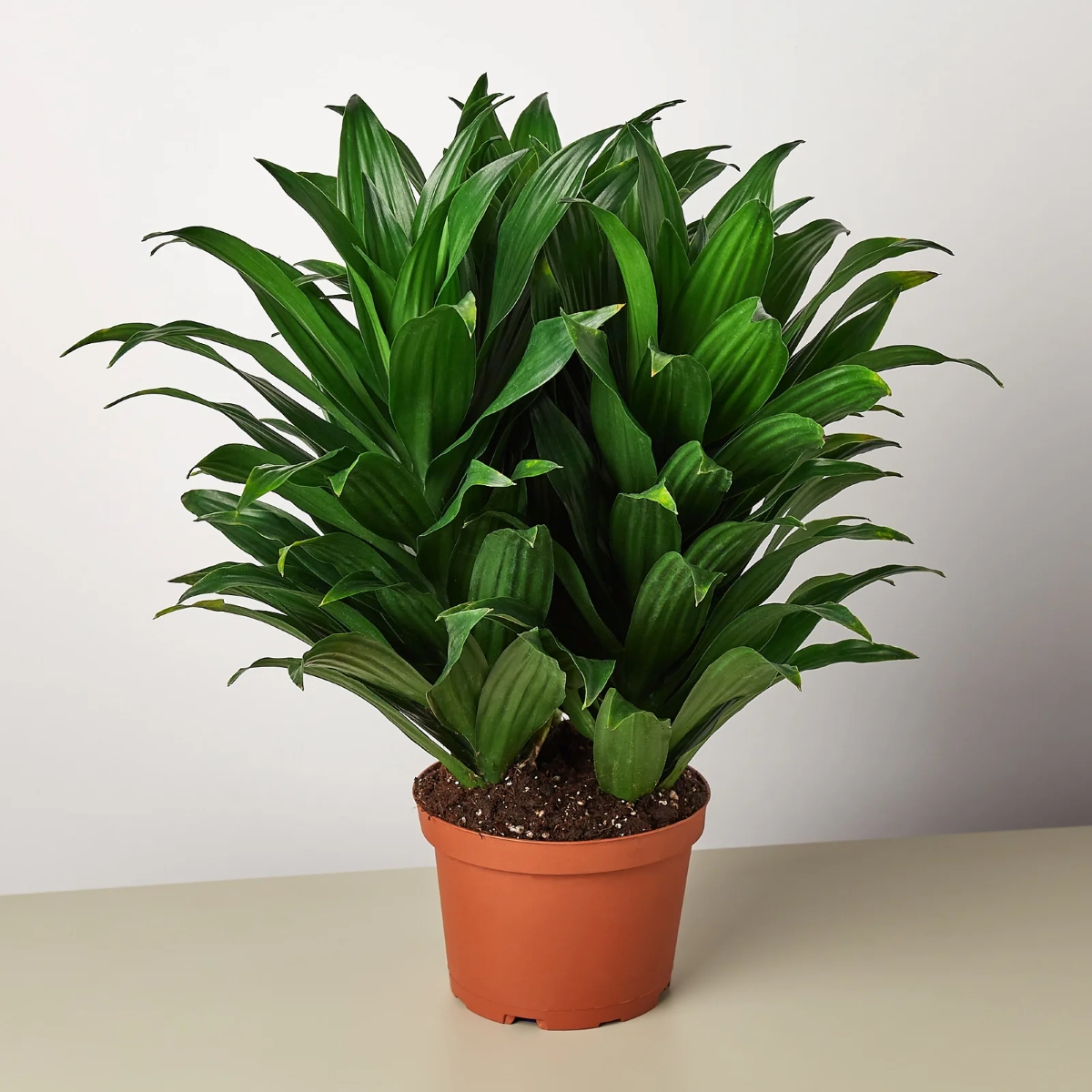 20 Types of Dracaena Plants for Striking Indoor Decor - Bob Vila