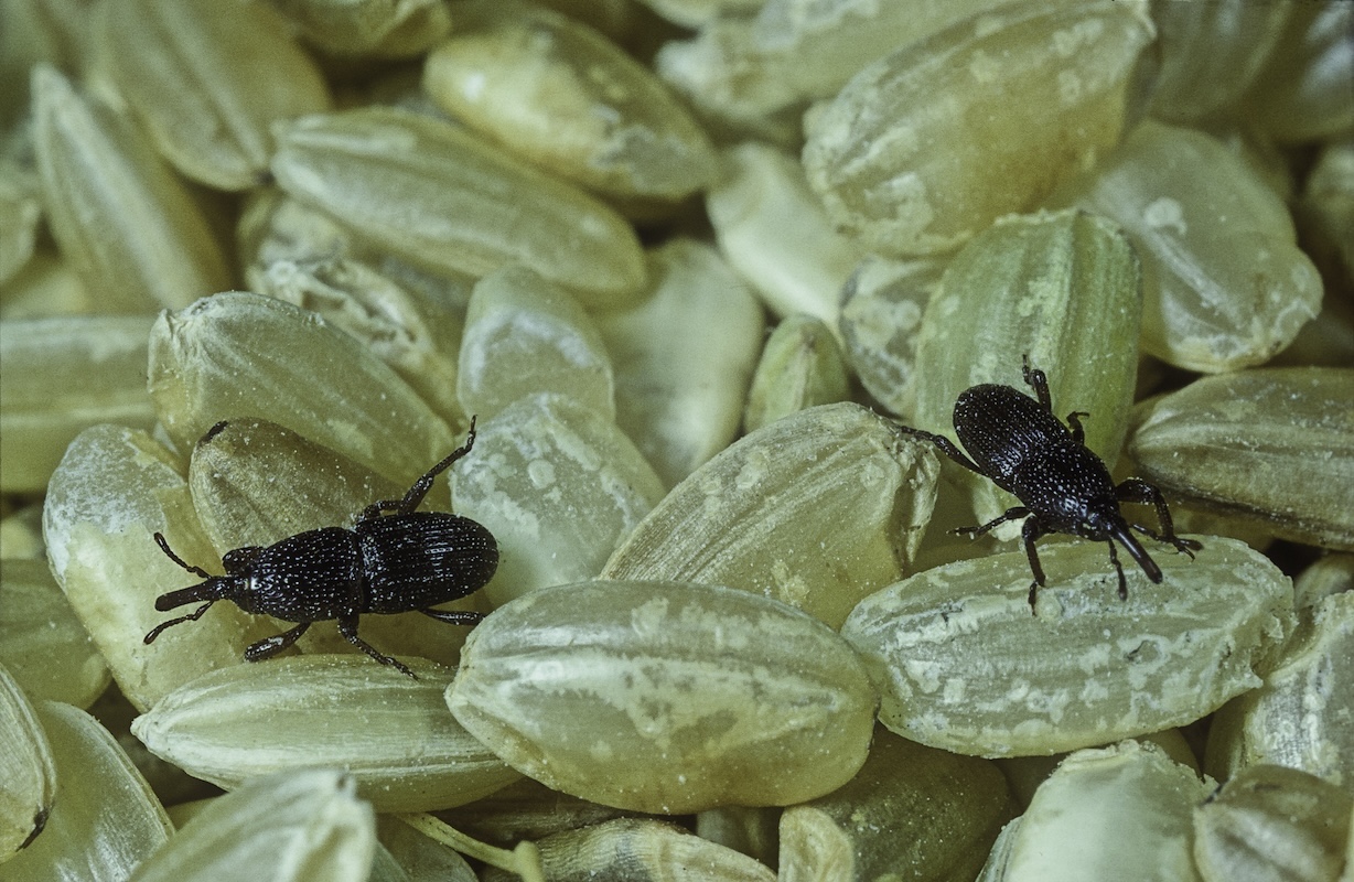 Common Tiny Black Bugs in the Kitchen and How to Get Rid of Them