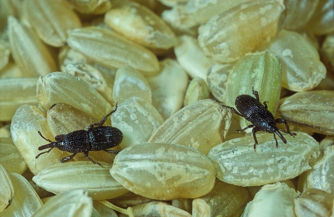 Common Tiny Black Bugs in the Kitchen and How to Get Rid of Them