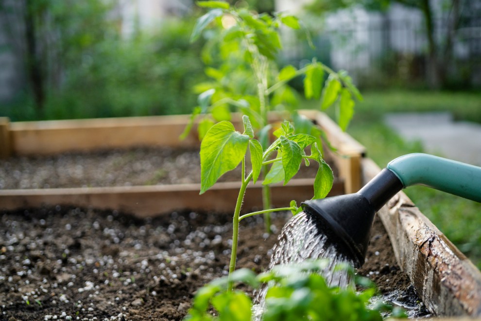 Extreme Heat: How to Protect Your Plants During a Heat Wave