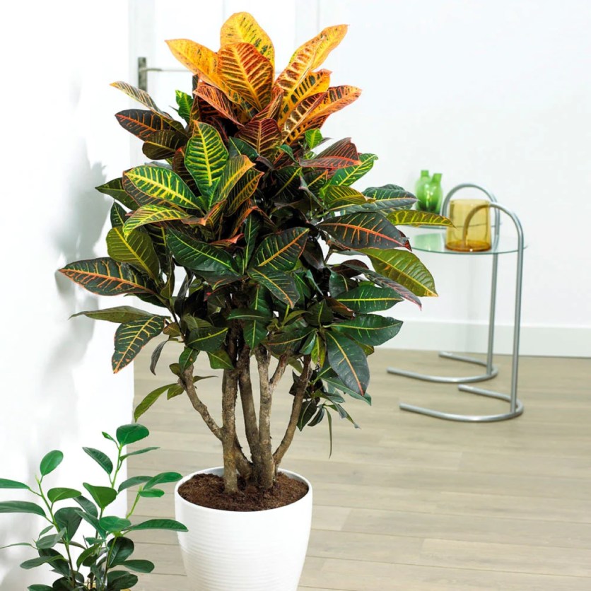 20 Big Indoor Plants That Make a Statement - Bob Vila