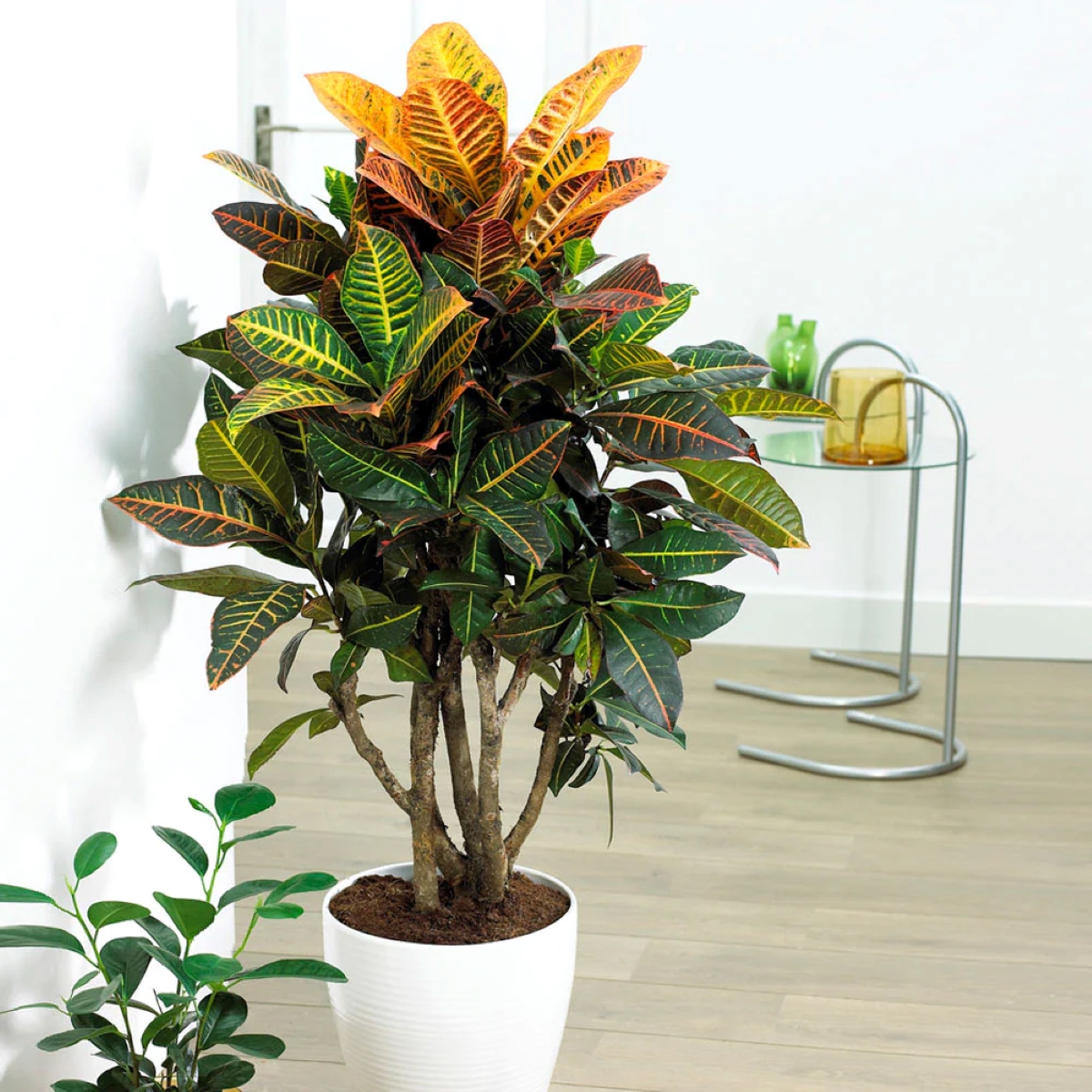 20 Big Indoor Plants That Make a Statement - Bob Vila