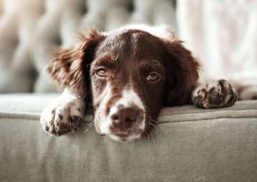How to Remove Pet Hair From Clothes, Couches, Carpets and More - Bob Vila