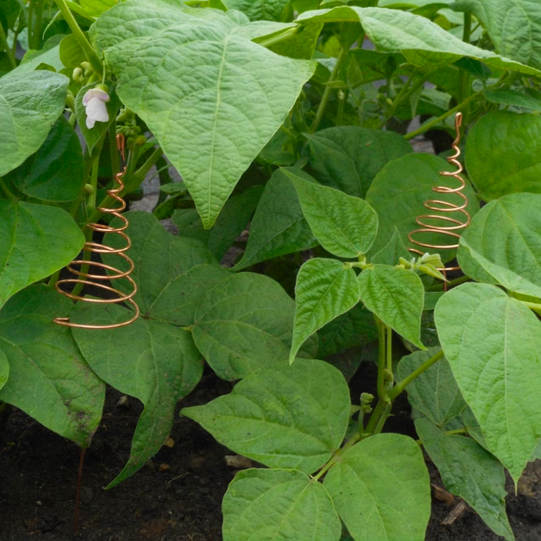 Does Electroculture Gardening Really Work? - Bob Vila