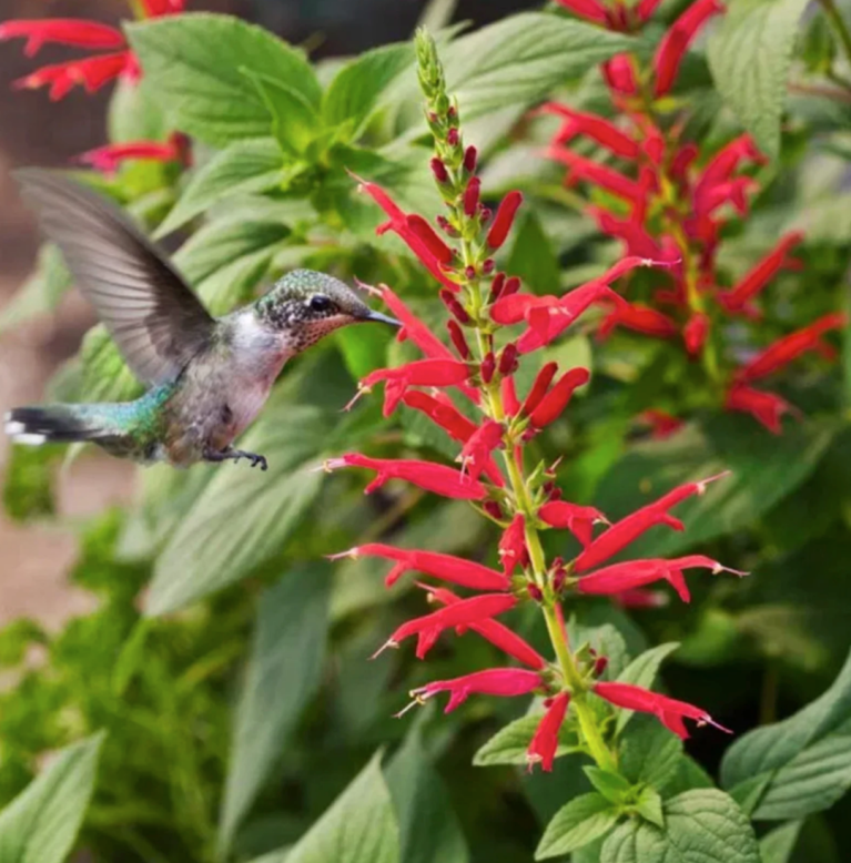 20 Pretty Plants That Will Make Your Garden Smell Great - Bob Vila