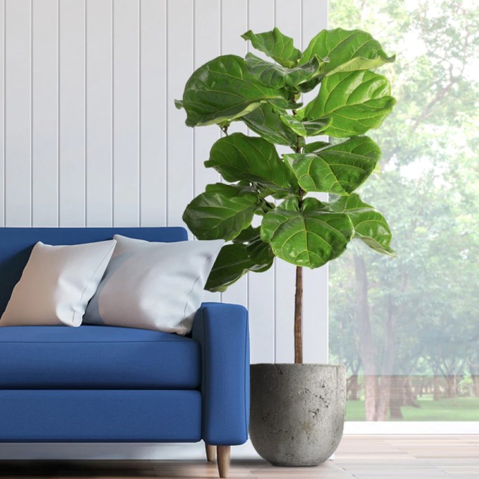 20 Big Indoor Plants That Make a Statement - Bob Vila