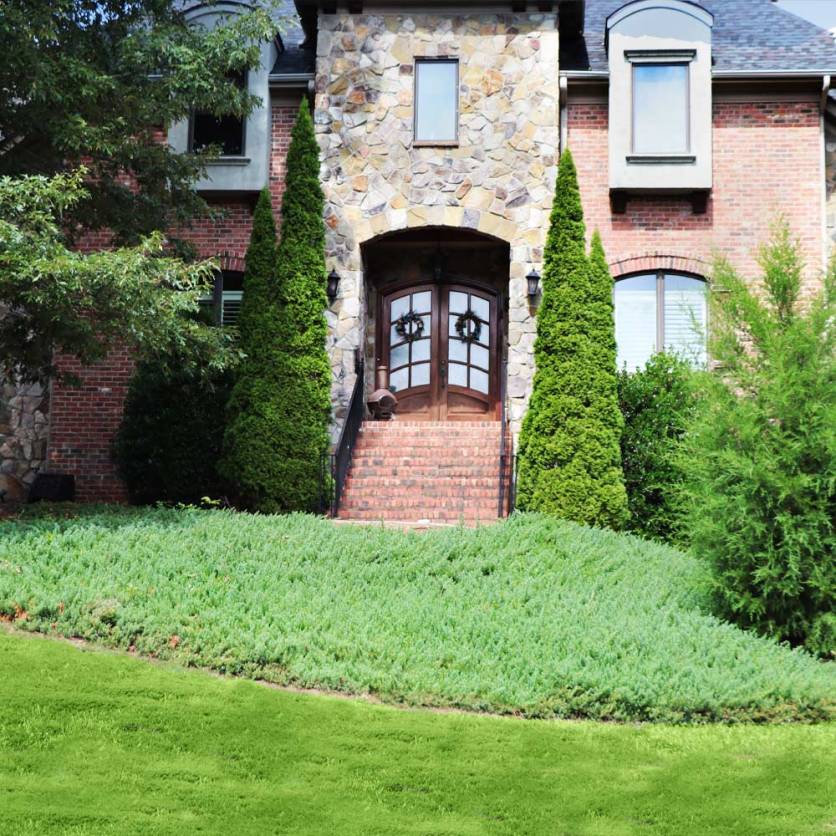 The Dos and Don'ts of Planting Ground Cover - Bob Vila