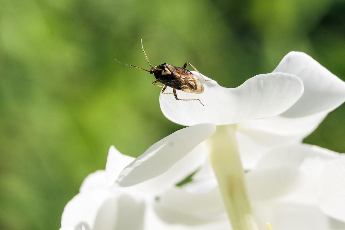 17 Beneficial Insects You Should Never Kill - Bob Vila