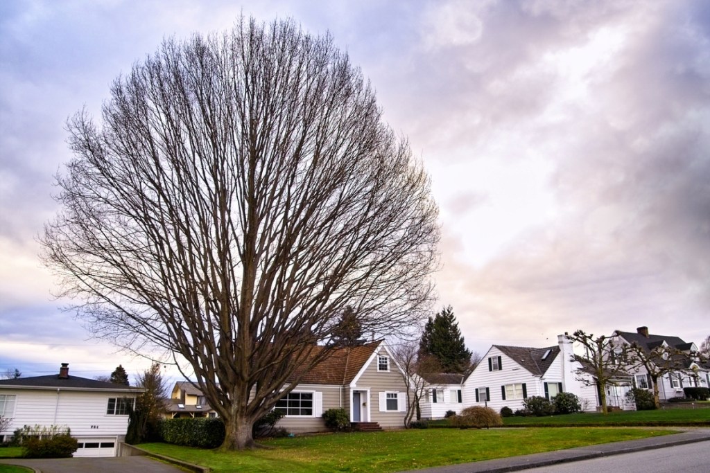 Trees and Property Lines: 9 Things All Neighbors Need to Know for Storm ...