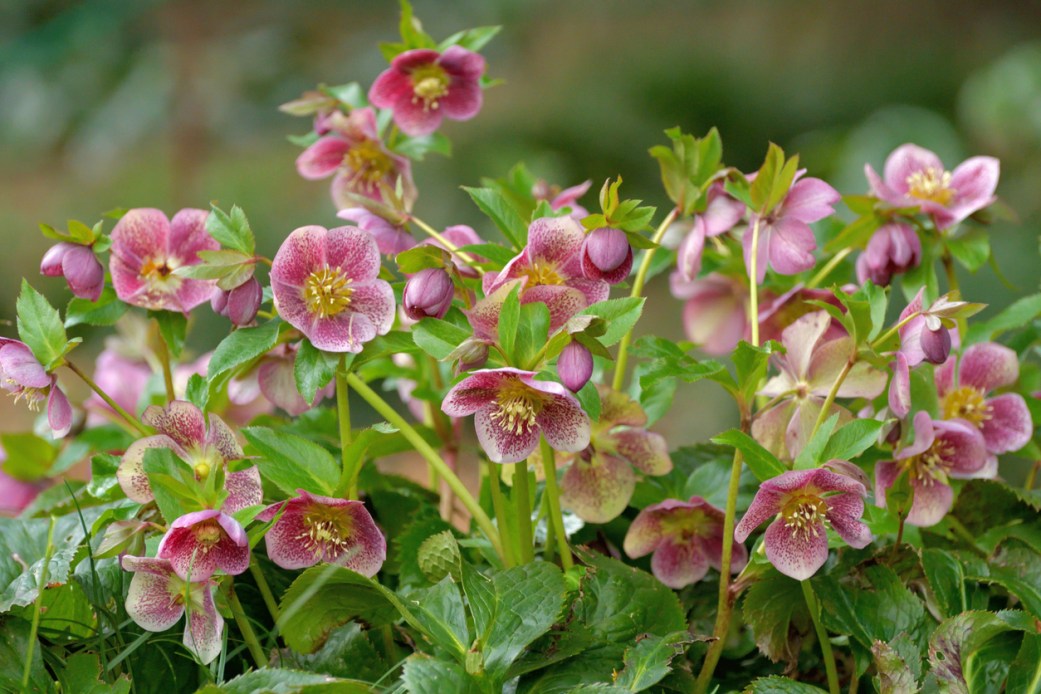 22 Perennials to Plant in the Fall for Your Spring Garden