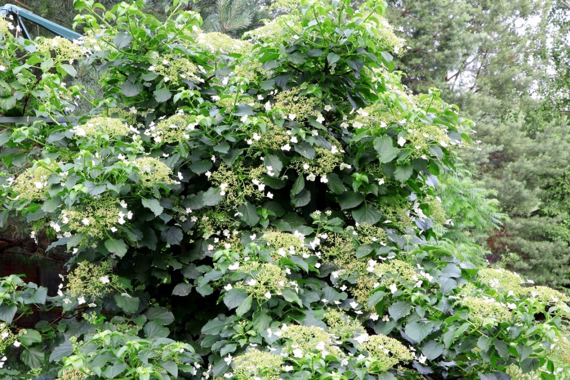 How to Prune Hydrangeas: A Step-by-Step Guide - Bob Vila