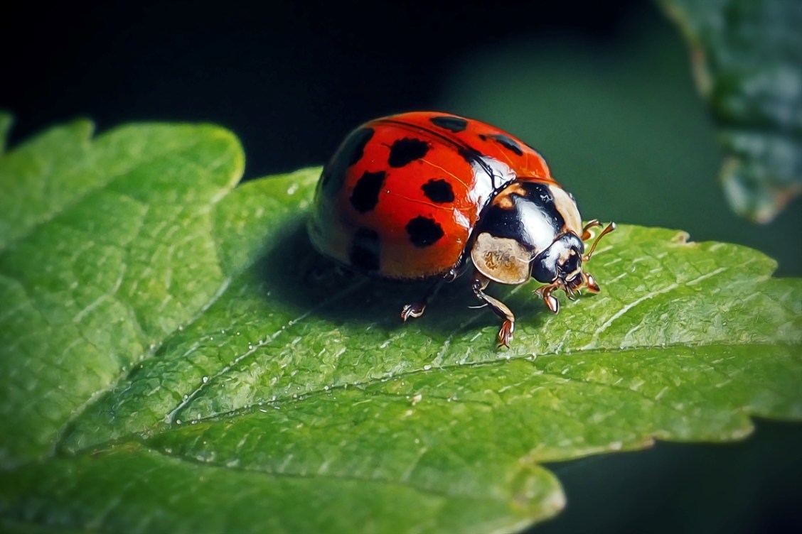 17 Beneficial Insects You Should Never Kill - Bob Vila