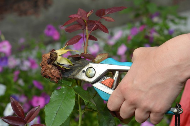 The Dos and Don'ts of Deadheading Flowers - Bob Vila