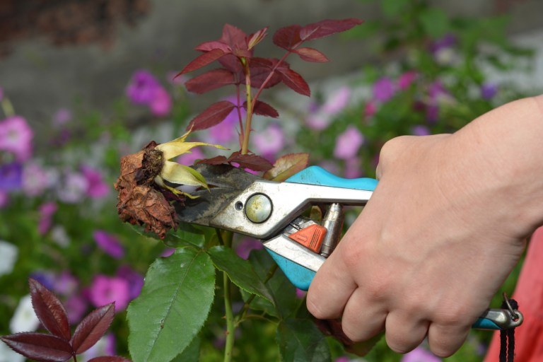 The Dos and Don'ts of Deadheading Flowers - Bob Vila