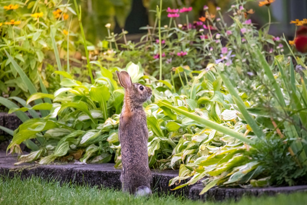 What to Do if You Find a Rabbit Nest in Your Yard