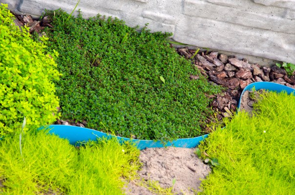 The Dos and Don'ts of Planting Ground Cover - Bob Vila