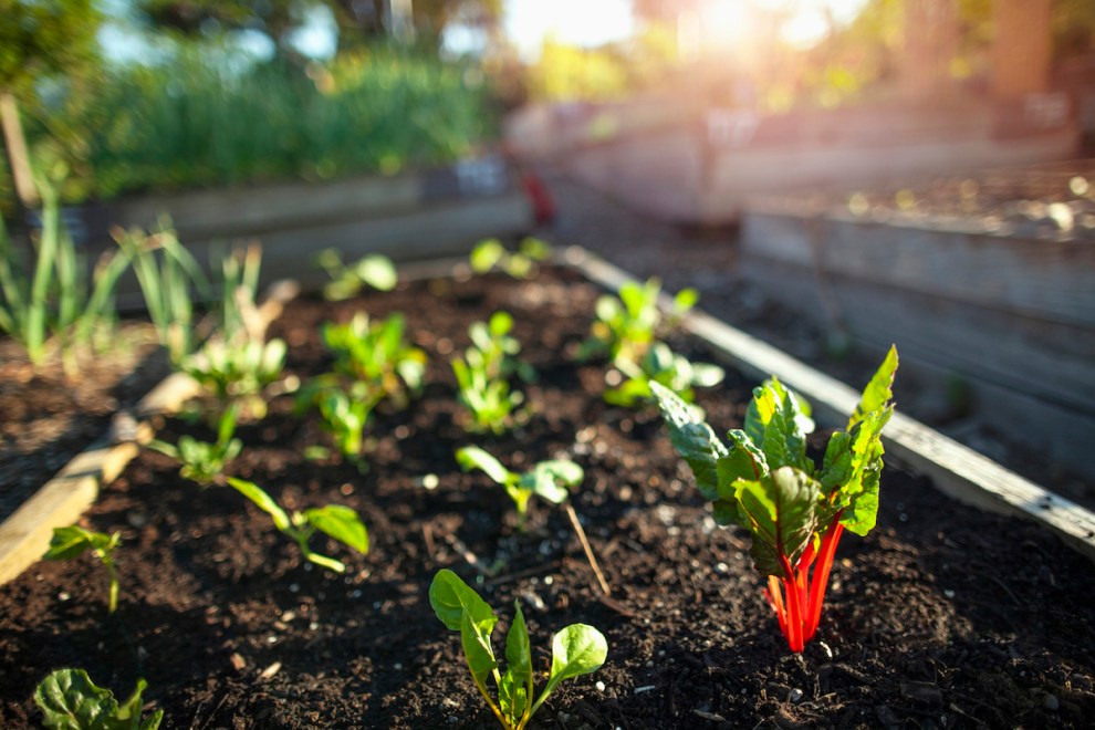 What to Plant in August to Keep Your Garden Growing Through Fall - Bob Vila