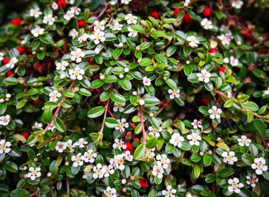 15 Low-Maintenance Evergreen Shrubs You Never Need to Trim - Bob Vila