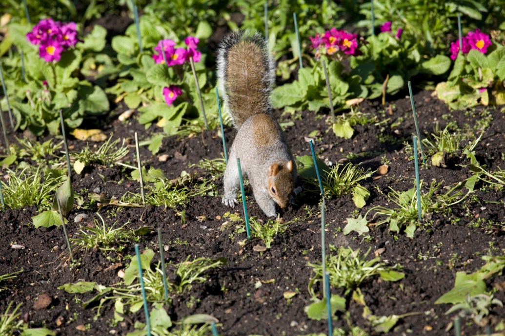 10 Methods for How to Keep Squirrels Out of Your Garden - Bob Vila