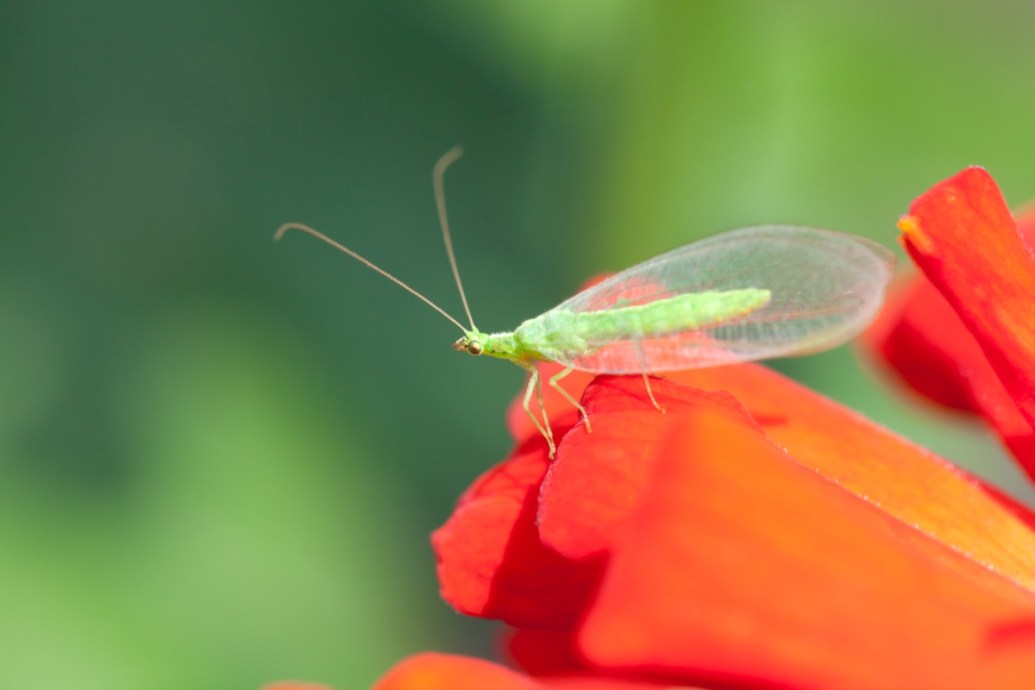17 Beneficial Insects You Should Never Kill - Bob Vila