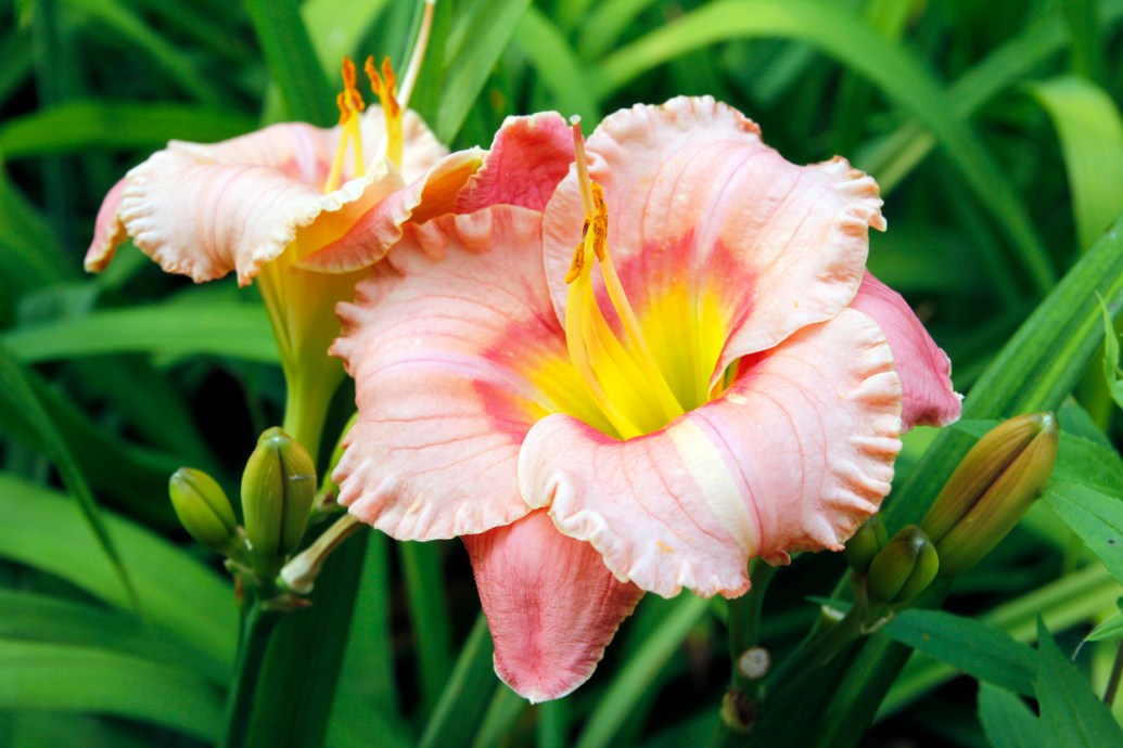 Daylily Care: How to Grow Daylilies in a Home Landscape - Bob VIla
