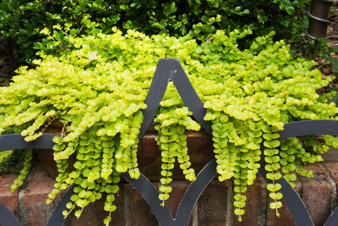 20 Shade-Loving Plants for Containers - Bob Vila