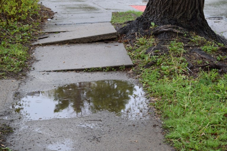 Trees and Property Lines: 9 Things All Neighbors Need to Know for Storm ...