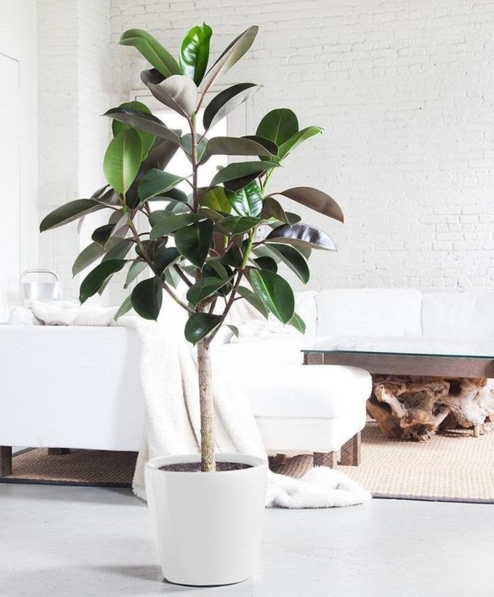 20 Big Indoor Plants That Make a Statement - Bob Vila