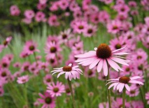 20 Heat Tolerant Plants and Flowers - Bob Vila
