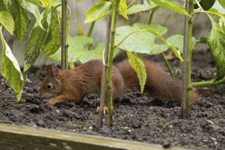 How to Keep Squirrels Out of the Garden