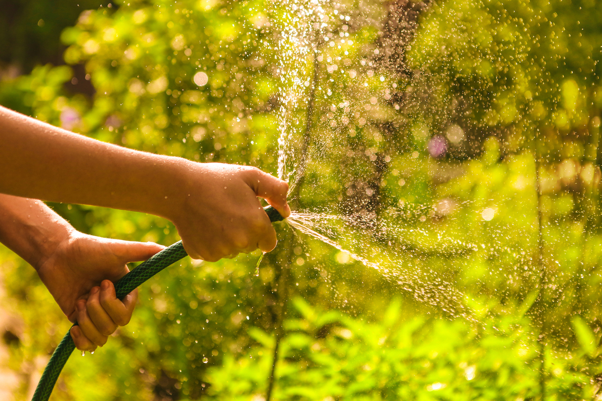 Extreme Heat: How to Protect Your Plants During a Heat Wave
